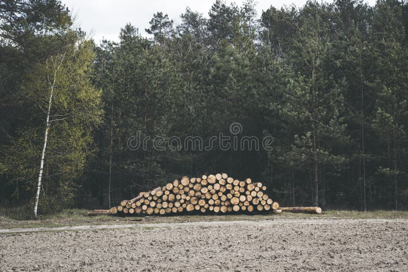 Spruce Timber Logging in the Forest. Folded Forest Stock Photo - Image ...