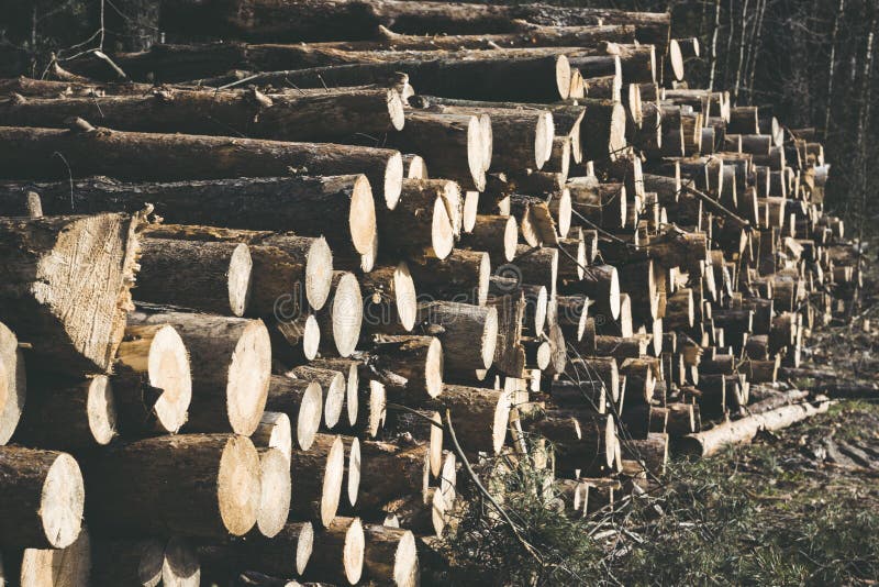 Spruce Timber Logging in the Forest. Folded Forest Stock Photo - Image ...