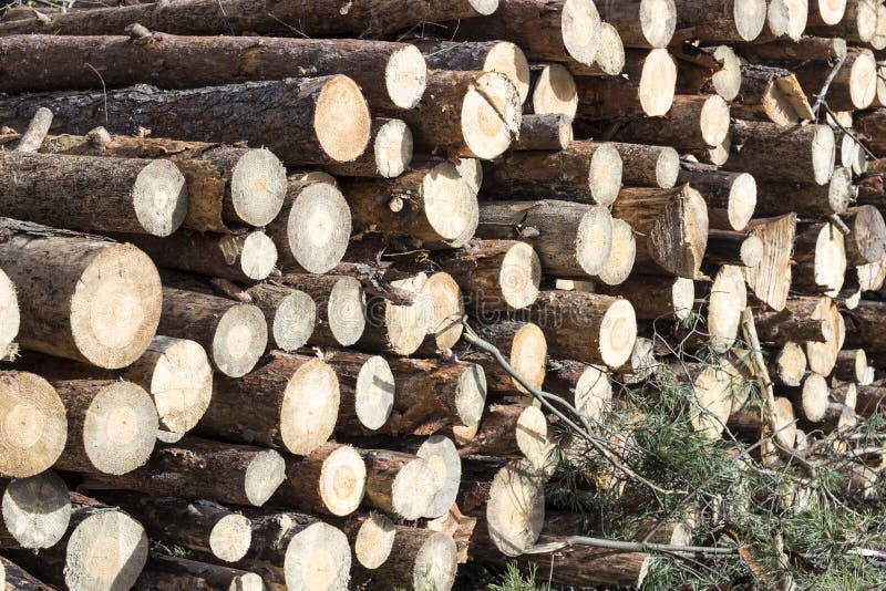 Spruce Timber Logging in the Forest. Folded Forest Stock Photo - Image ...