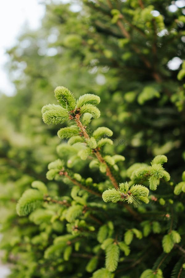 Fresh spruce tips stock image. Image of flora, spring - 183276545