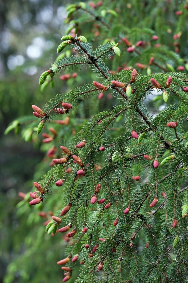 Spruce Tips and Spruce Buds on a Sitka Spruce Tree in Southeast Alaska ...