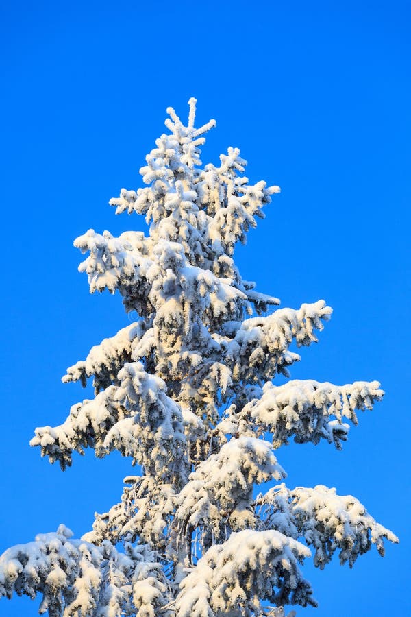 Spruce Top with Snow and Frost Stock Photo - Image of branches ...
