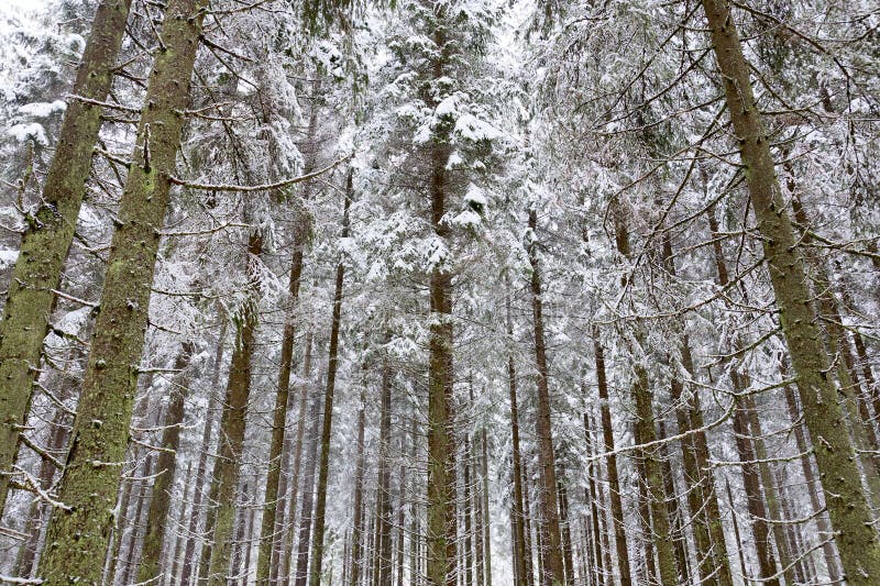 Tree from below stock photo. Image of bark, leaf, beautiful - 10803532