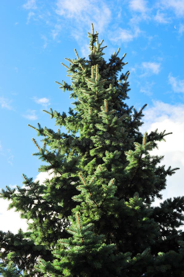 Spruce tree stock image. Image of christmas, tree, pine - 16231501