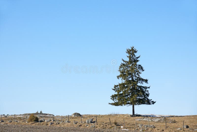 Spruce tree stock image. Image of meadow, nature, fall - 19010065