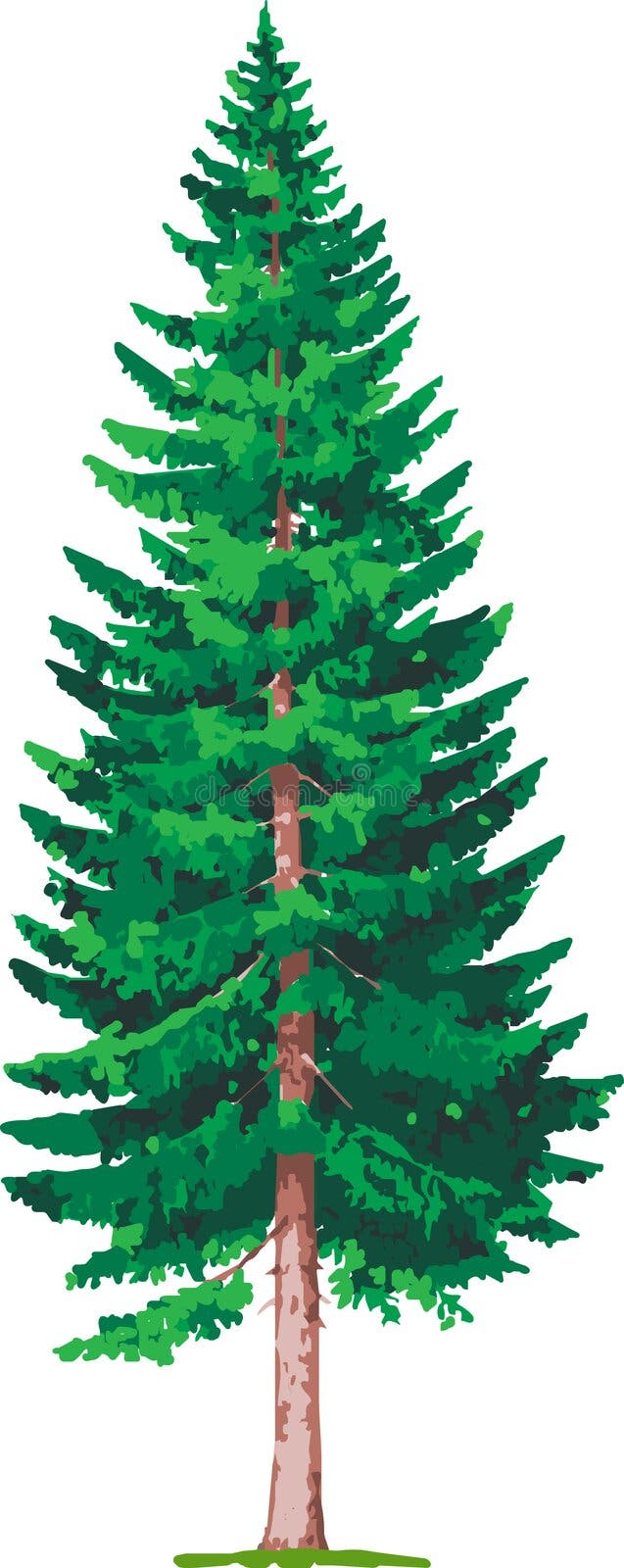 Spruce Tree Stock Illustrations – 195,213 Spruce Tree Stock ...
