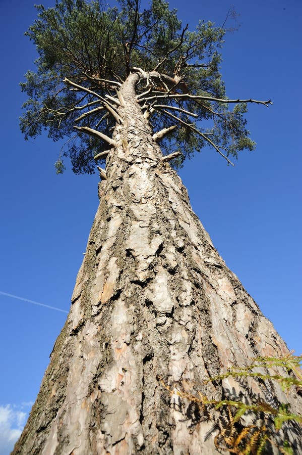 Spruce Tree stock image. Image of tree, leaves, branches - 23667199