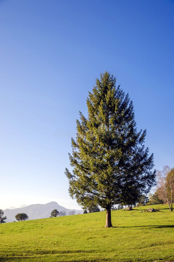 Spruce tree stock image. Image of stands, nature, single - 5150033