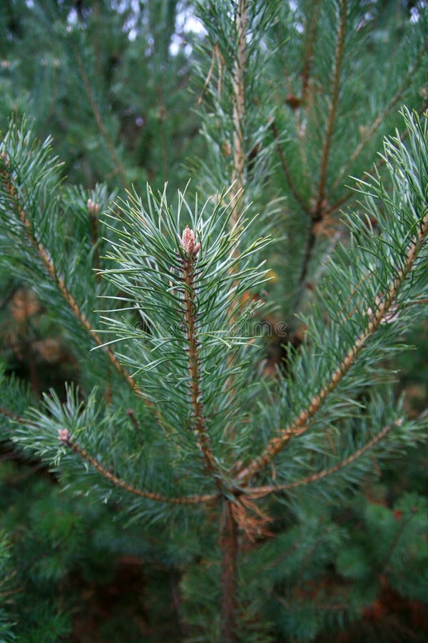 Spruce tree stock image. Image of natural, abies, traditional - 3549311