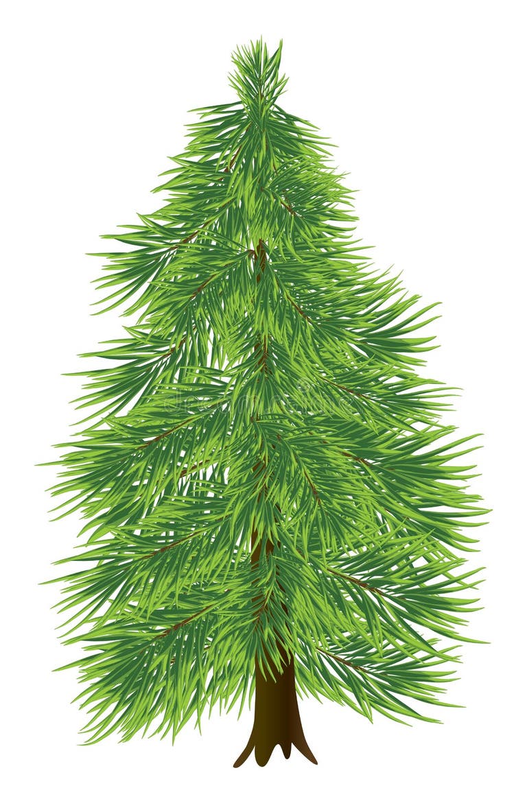 Spruce Tree Stock Illustrations – 222,663 Spruce Tree Stock ...