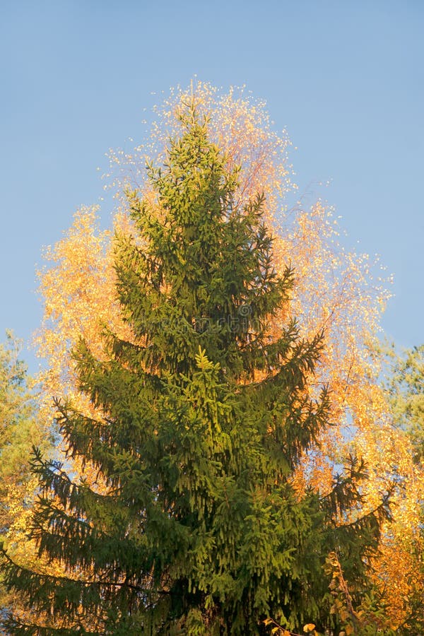 Spruce tree in autumn stock photo. Image of tree, coniferous - 21700076
