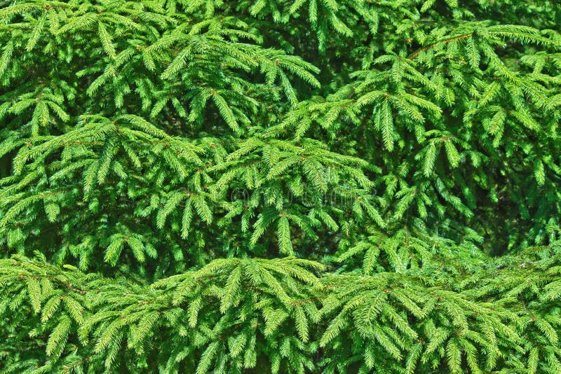Spruce tree texture stock photo. Image of tree, nature - 4943120