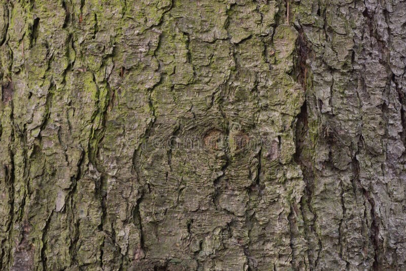 Spruce Tree Bark Background Texture Stock Image - Image of gray ...
