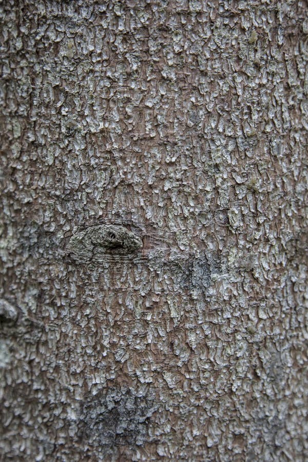 Bark of Spruce Tree Texture Background Pattern Stock Image - Image of ...