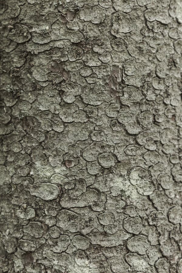 Spruce Tree Bark Close Up the Exfoliating Bark of the Tree Light ...