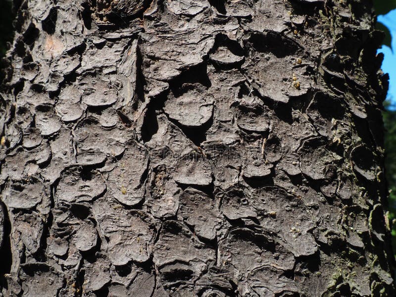 Spruce Tree Bark Close Up. the Exfoliating Bark of the Tree. Light ...