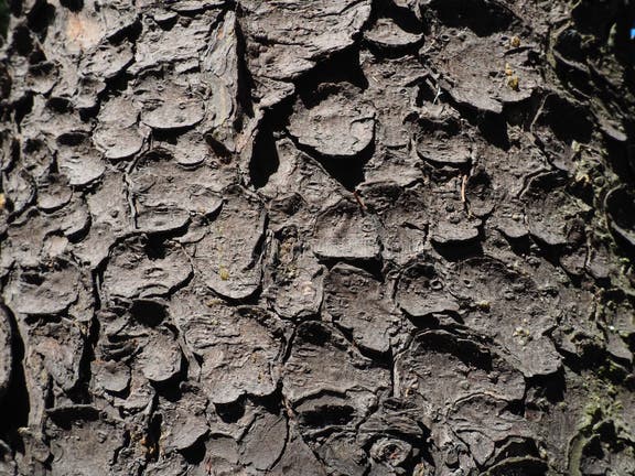 Spruce Tree Bark Close Up. the Exfoliating Bark of the Tree. Light ...