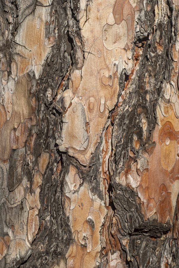 Spruce tree bark closeup stock image. Image of plant - 27496275