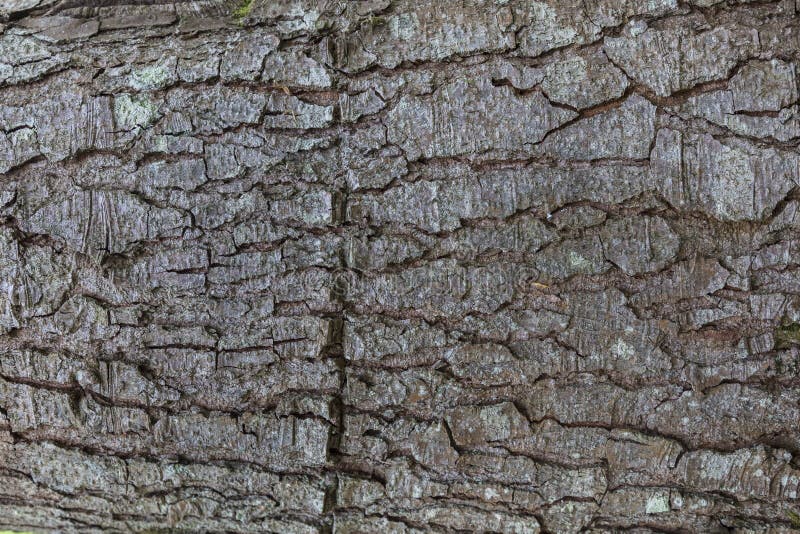 Spruce Tree Bark the Exfoliating Bark of the Tree Light Gradient ...