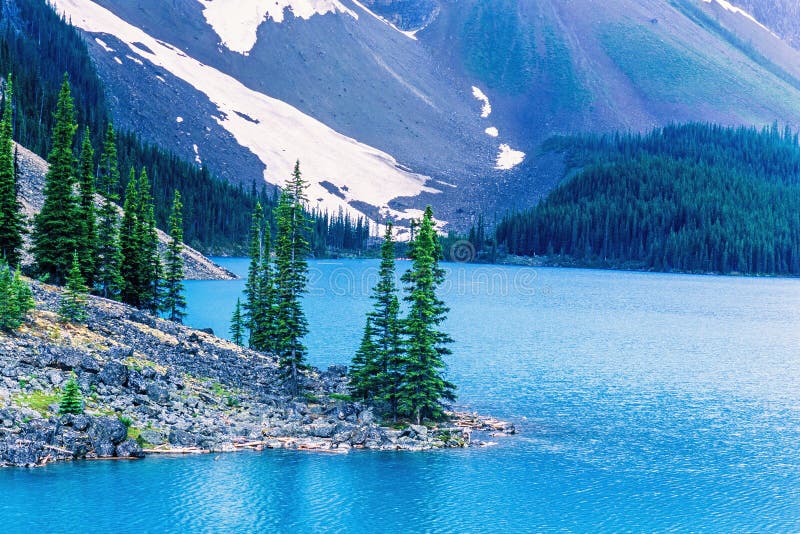 Spruce Tree on the Beach by a Lake in the Mountains Stock Photo - Image ...