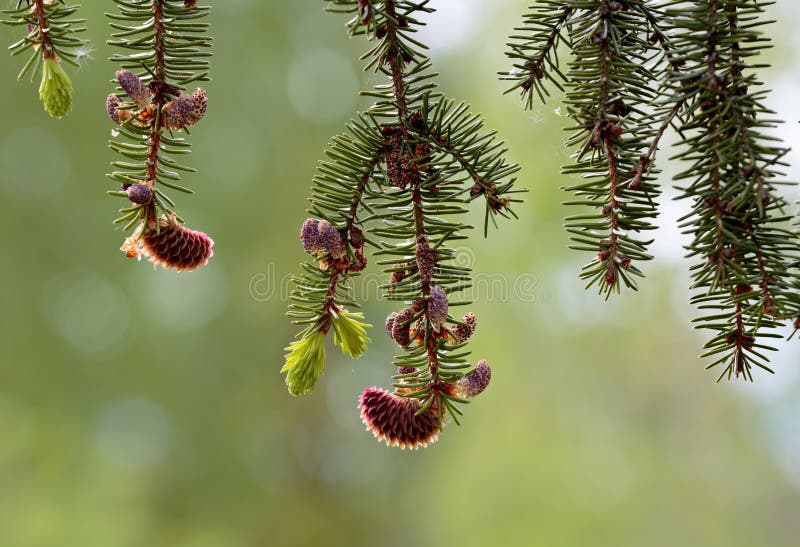A Spruce Tree Blooming in Spring Stock Image - Image of spruce, flower ...
