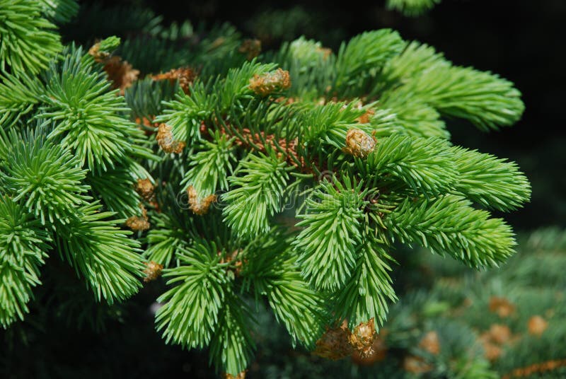 Spruce Tree Boughs stock image. Image of tree, seeds - 24496735
