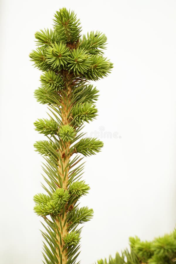 Spruce tree branch stock image. Image of coniferous, trunk - 20409461