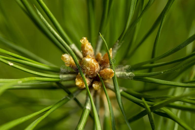 Spruce Tree Branch Close-up, Pine Texture Stock Image - Image of lush ...