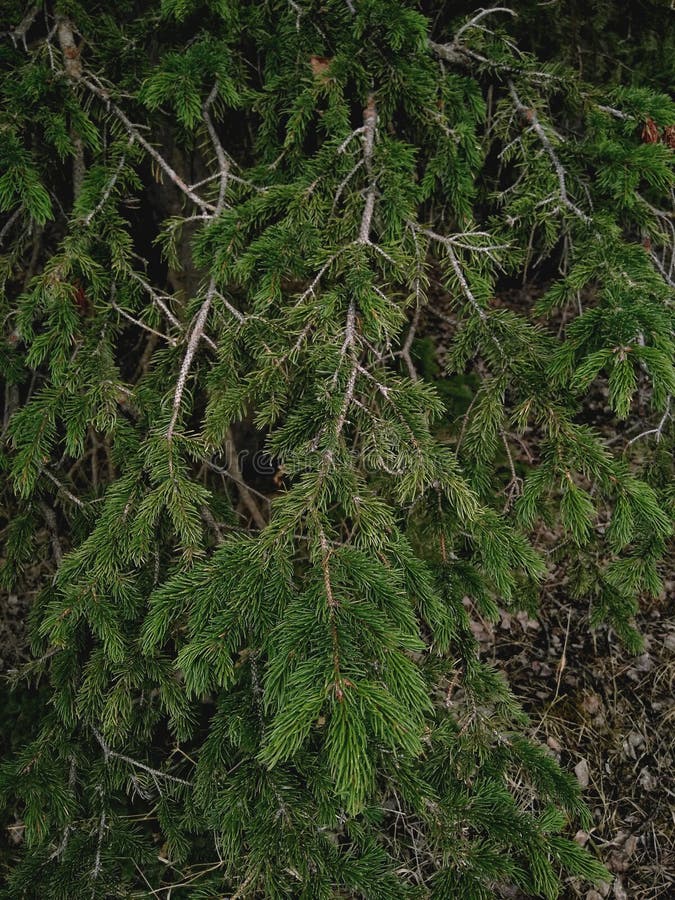 Spruce Tree Branch on the Ground Stock Photo - Image of evergreen, tree ...