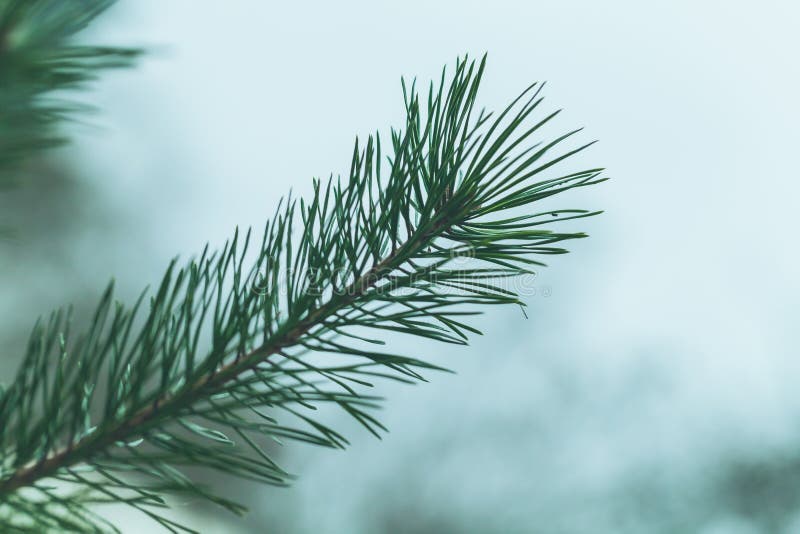 Spruce Tree Branch Macro Photo with Soft Selective Focus Stock Photo ...