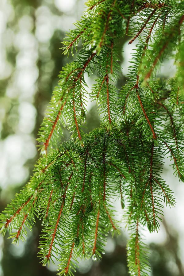 Spruce tree branch stock photo. Image of holiday, green - 69449348