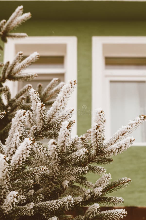 Spruce Tree Branch in Winter Stock Photo - Image of freshness, growth ...