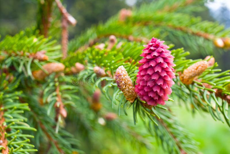 Spruce Tree Branch with Young Cones Stock Image - Image of leaves, cone ...