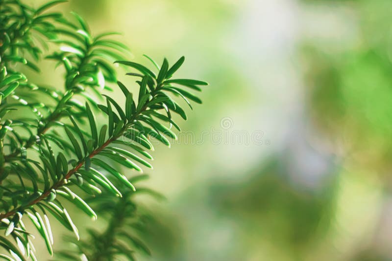 Spruce Tree Branches As Abstract Nature Background and Natural ...