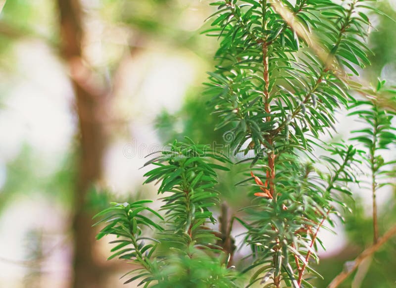 Spruce Tree Branches As Abstract Nature Background and Natural ...