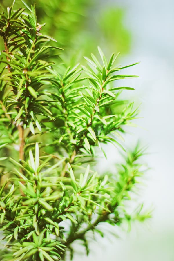 Spruce Tree Branches As Abstract Nature Background and Natural ...