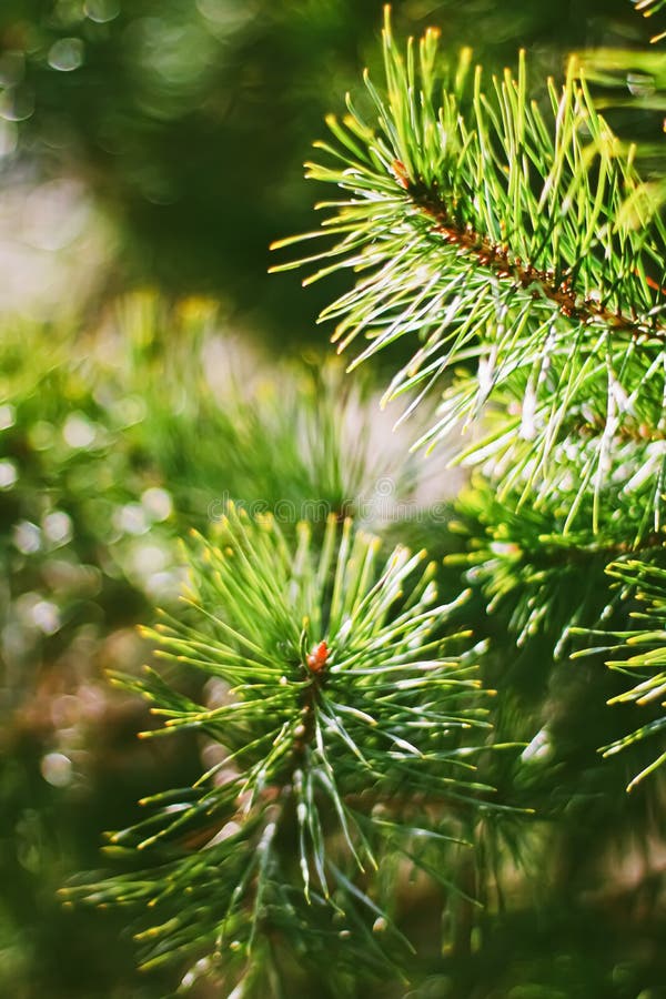 Spruce Tree Branches As Abstract Nature Background and Natural ...