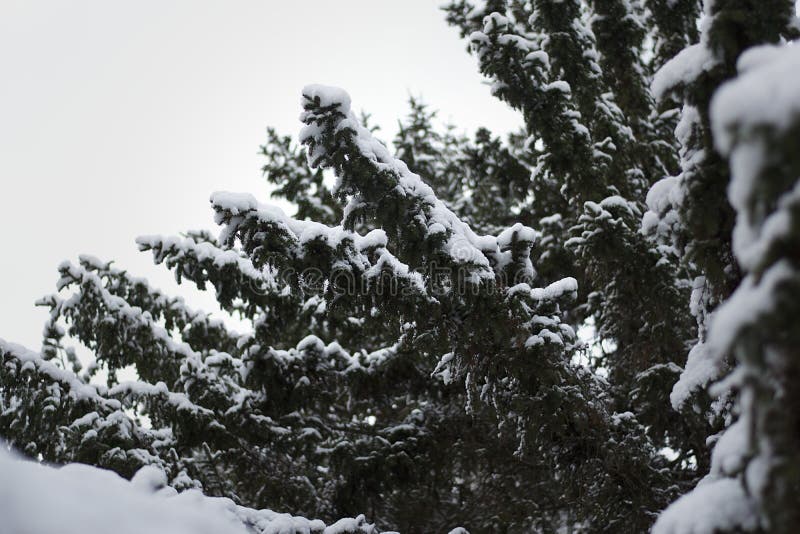 Spruce Tree Branches Covered in Snow Stock Image - Image of park ...