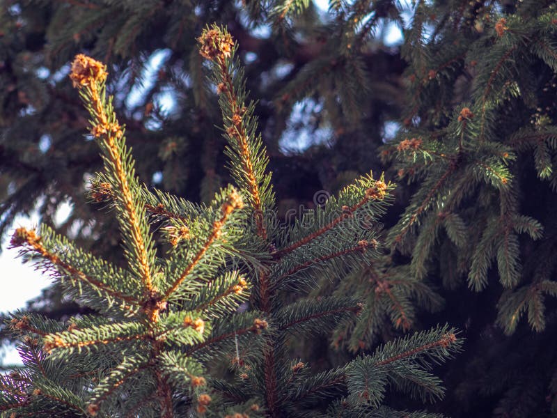 Spruce Tree Branches in the Morning Sun Stock Photo - Image of macro ...