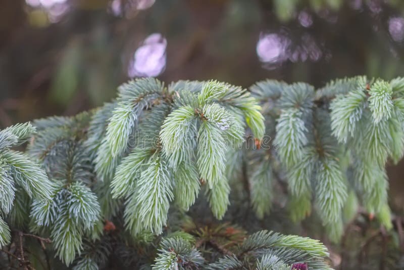 Spruce Tree Branches in Summer Park Stock Photo - Image of christmas ...