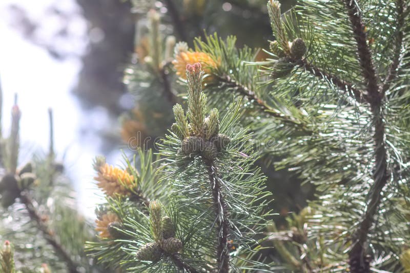 Spruce Tree Branches in Summer Park. Pine Pollen Used in Herbal ...