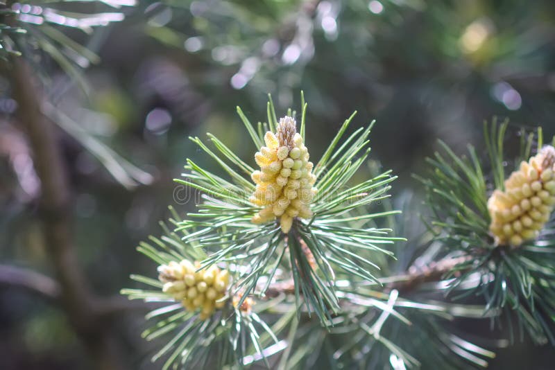 Spruce Tree Branches in Summer Park. Pine Pollen Used in Herbal ...