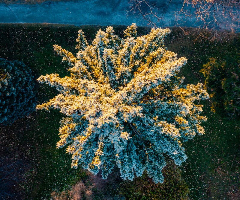 Spruce Tree of the City Arboretum Top View Vertically Down, Aerial View ...