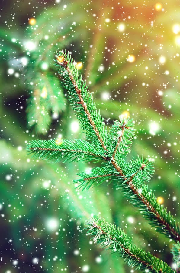 Spruce Tree Close-up. Christmas Background Stock Image - Image of ...