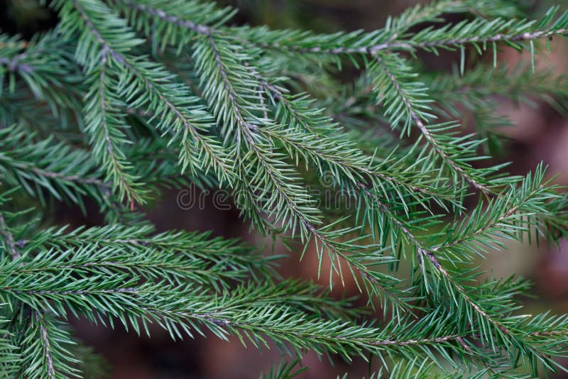 Spruce tree close-up stock photo. Image of greeting, decorations - 61384424