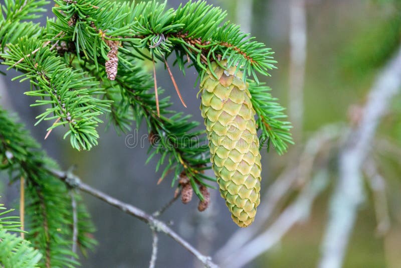 Spruce Tree Cones in Forest Stock Photo - Image of river, natural ...