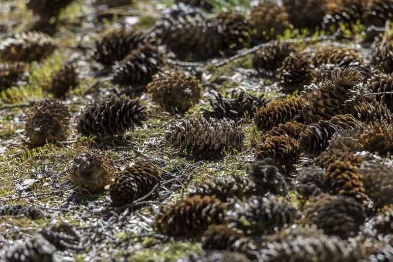 Spruce Tree Cones on the Ground Stock Image - Image of cone, ground ...