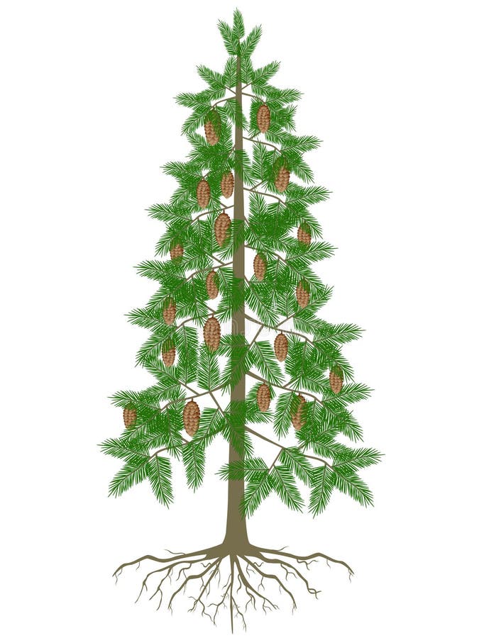 Green Fir Trees with Roots. Life Process of Spruce Tree and Root System ...