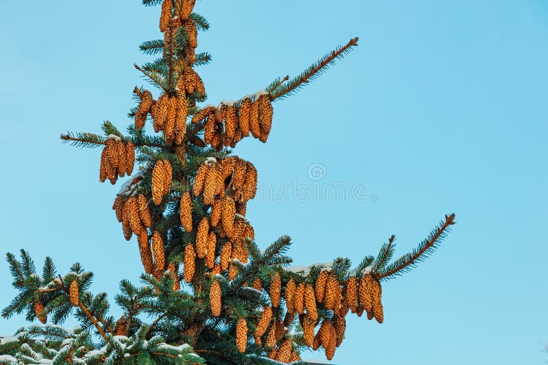 Spruce Tree with Cones. Top of a Coniferous Tree with Branches Stock ...