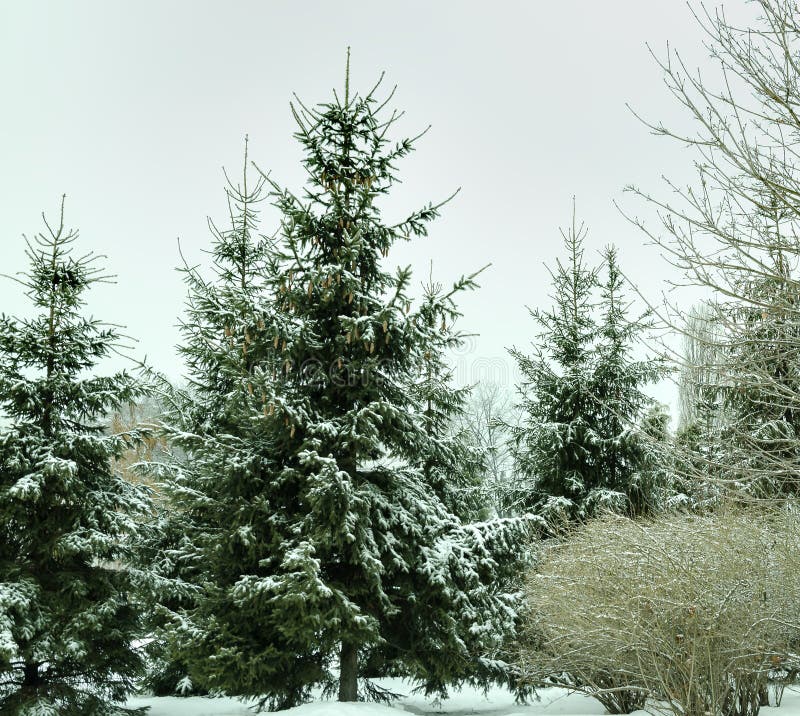 Spruce Tree Covered with Ice and Snow Stock Image - Image of tree, park ...